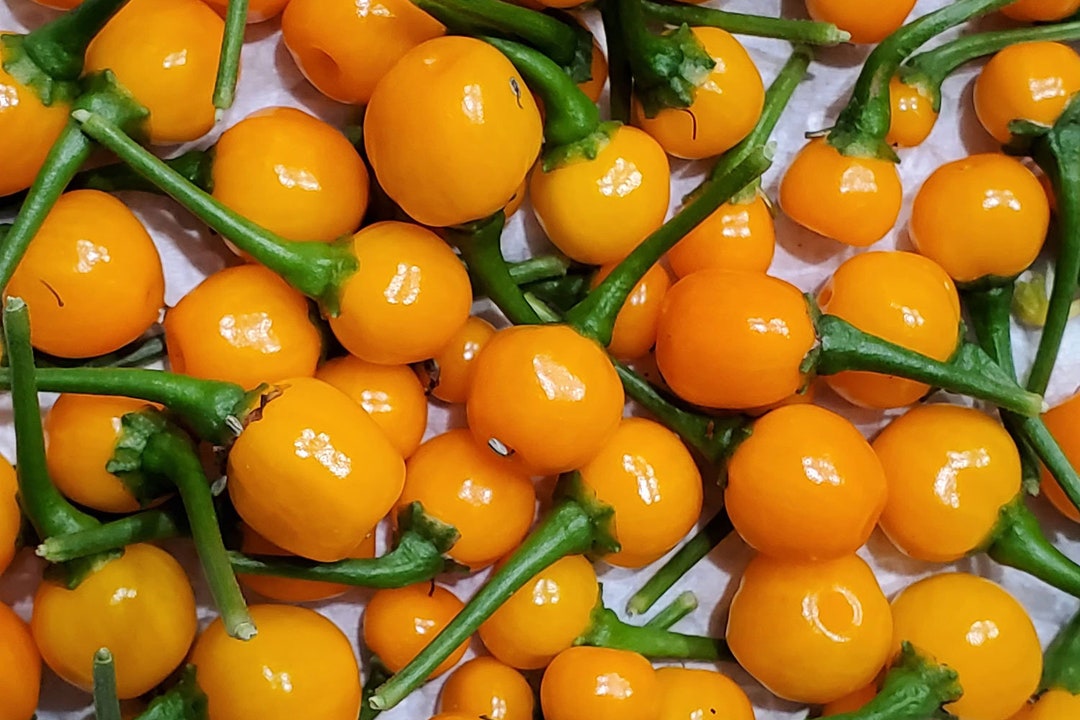 Aji Charapita Pepper Seeds: Rare Peruvian Chili, Fruity Flavor - Etsy