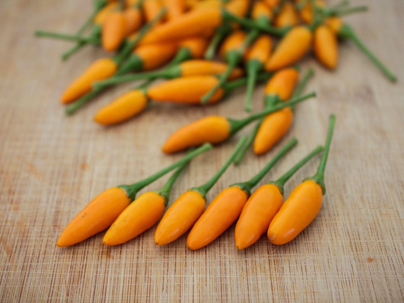 African Yellow Pequin Pepper Seeds 15 Seeds per Pack - Etsy