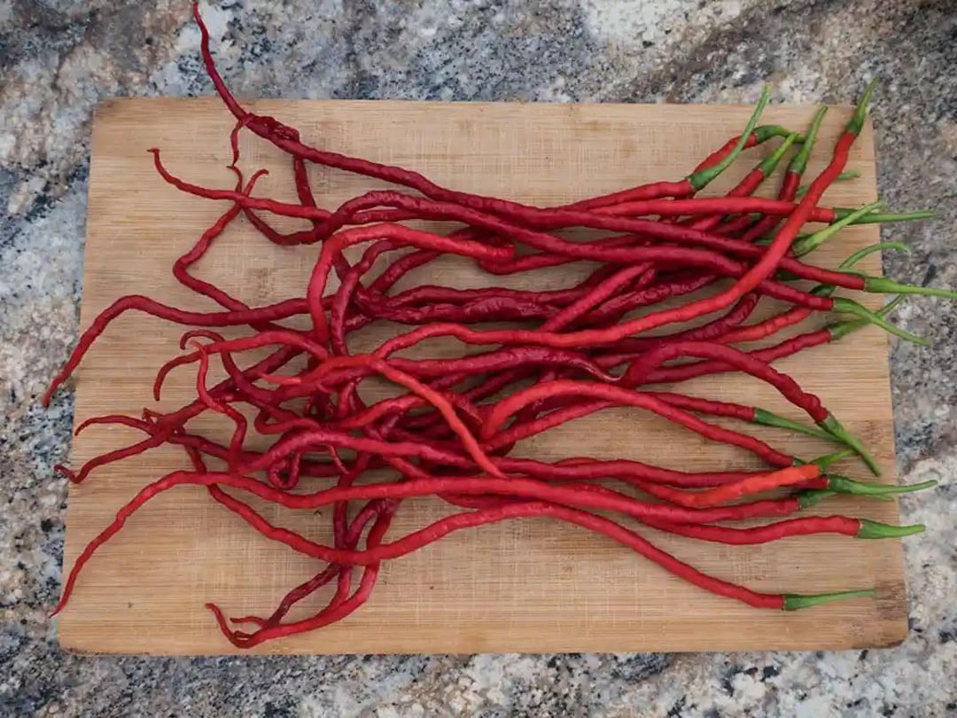 Thunder Mountain Longhorn Pepper Seeds: Spicy Chili, Compact Plants - Etsy