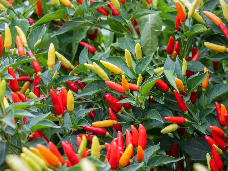 Tabasco Pepper Seeds: Iconic Hot Sauce Chili - Etsy