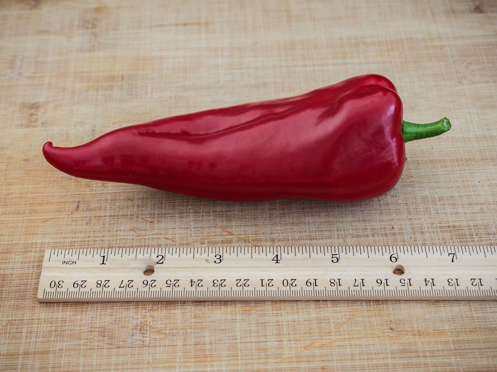 Chervena Chushka Sweet Pepper Seeds 20 Seeds per Pack - Etsy