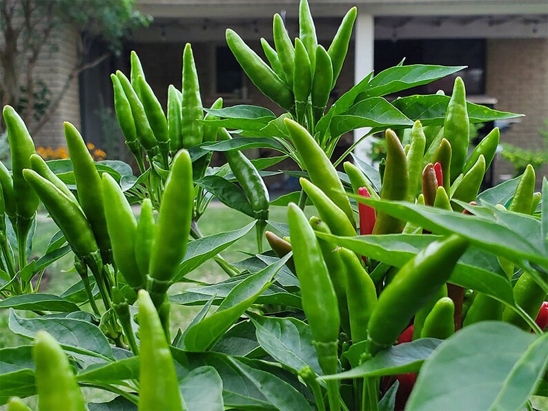 Thai Dragon Pepper Seeds: Fiery Chili, Compact Plant - Etsy