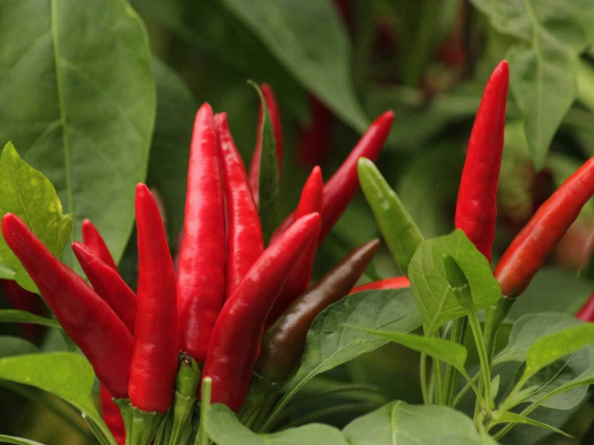 Thai Dragon Pepper Seeds – Chili Pepper ‘Thai Dragon’ – XLYIJJ