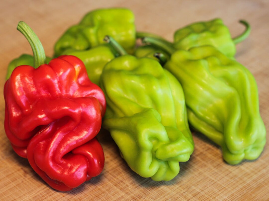 Dragon Toe Pepper Seeds 15 Seeds per Pack - Etsy