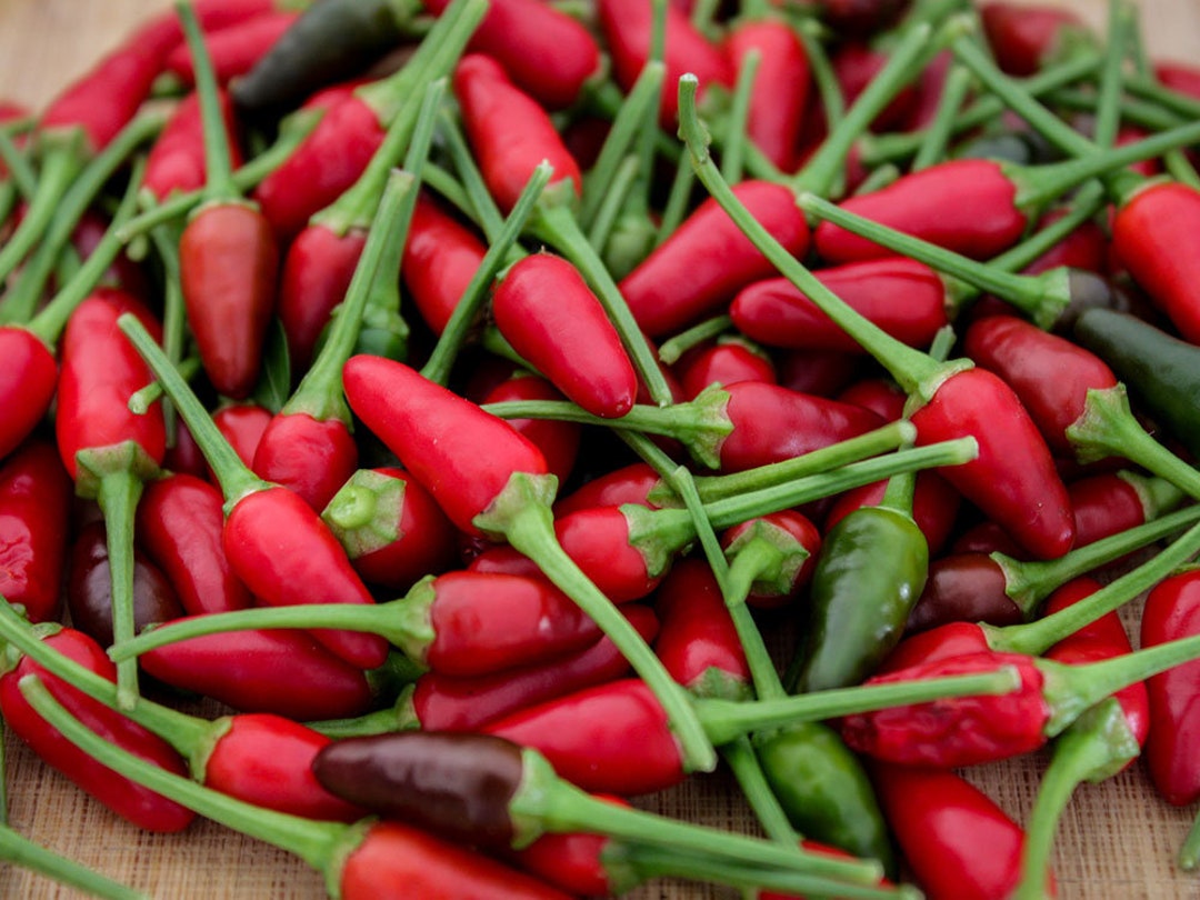 Bird's Eye Pepper Seeds: Fiery Peri Peri Chili, Compact Container ...