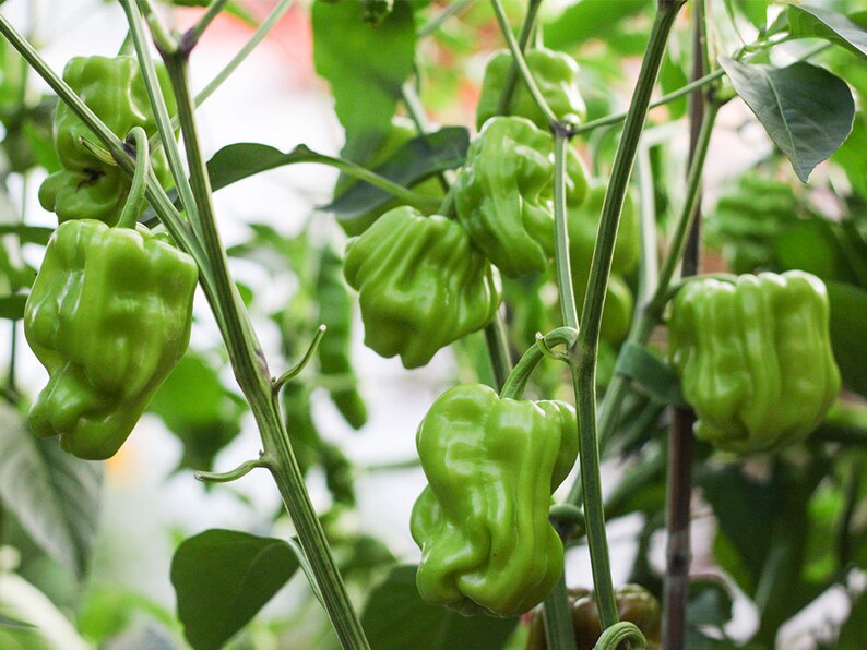 Dragon Toe Pepper Seeds 15 Seeds per Pack - Etsy