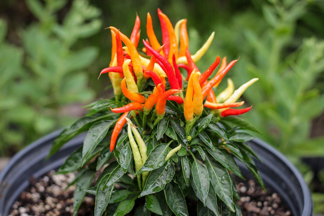 Medusa Pepper Seeds: Mild, Sweet Ornamental Chili - Compact Plant - Etsy