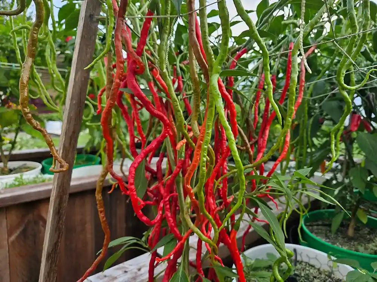 Thunder Mountain Longhorn Pepper Seeds: Spicy Chili, Compact Plants - Etsy