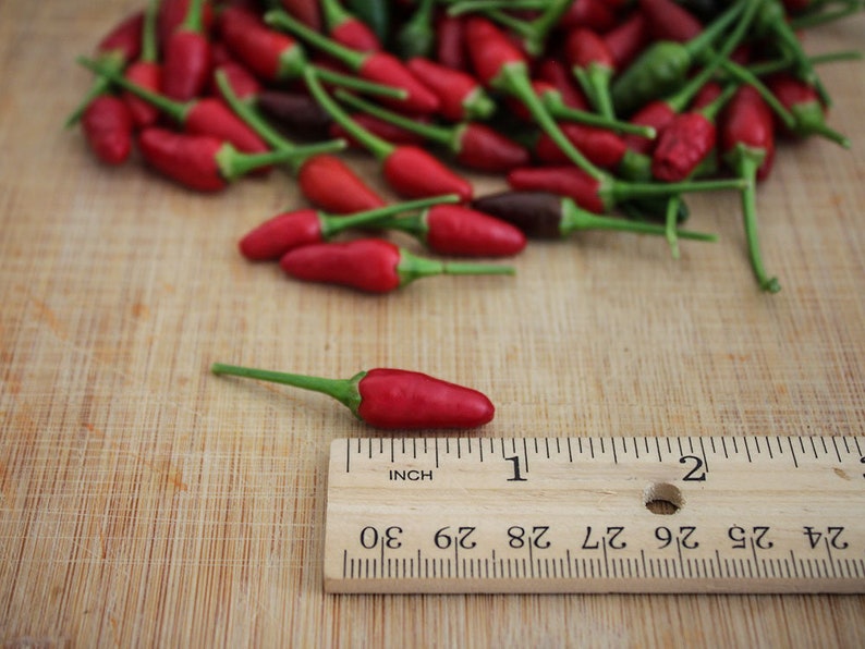 Bird's Eye Pepper Seeds: Fiery Peri Peri Chili, Compact Container ...