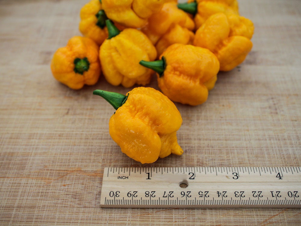 Yellow Trinidad Moruga Scorpion Pepper Seeds - Super Hot Chili - 1.2M ...