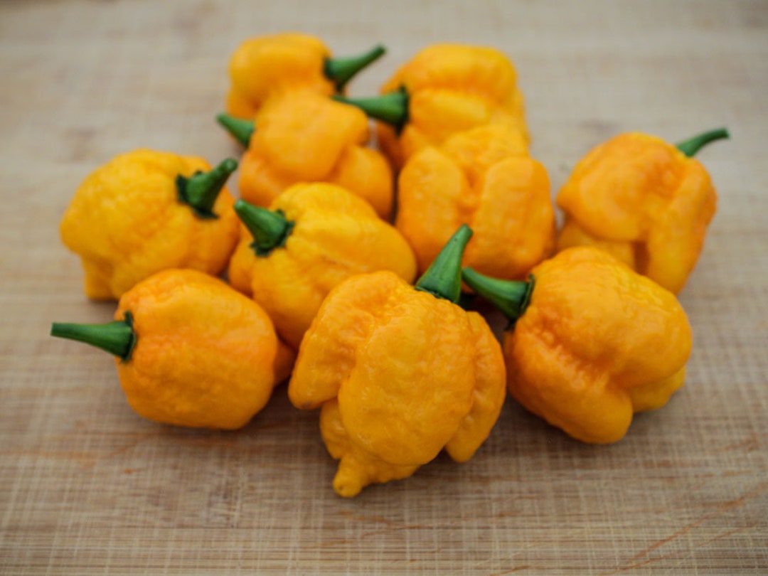 Yellow Trinidad Moruga Scorpion Pepper Seeds - Super Hot Chili - 1.2M ...