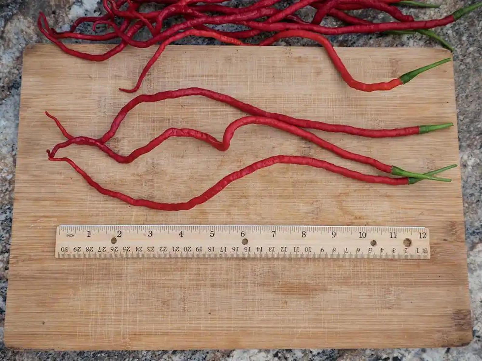 Thunder Mountain Longhorn Pepper Seeds: Spicy Chili, Compact Plants - Etsy