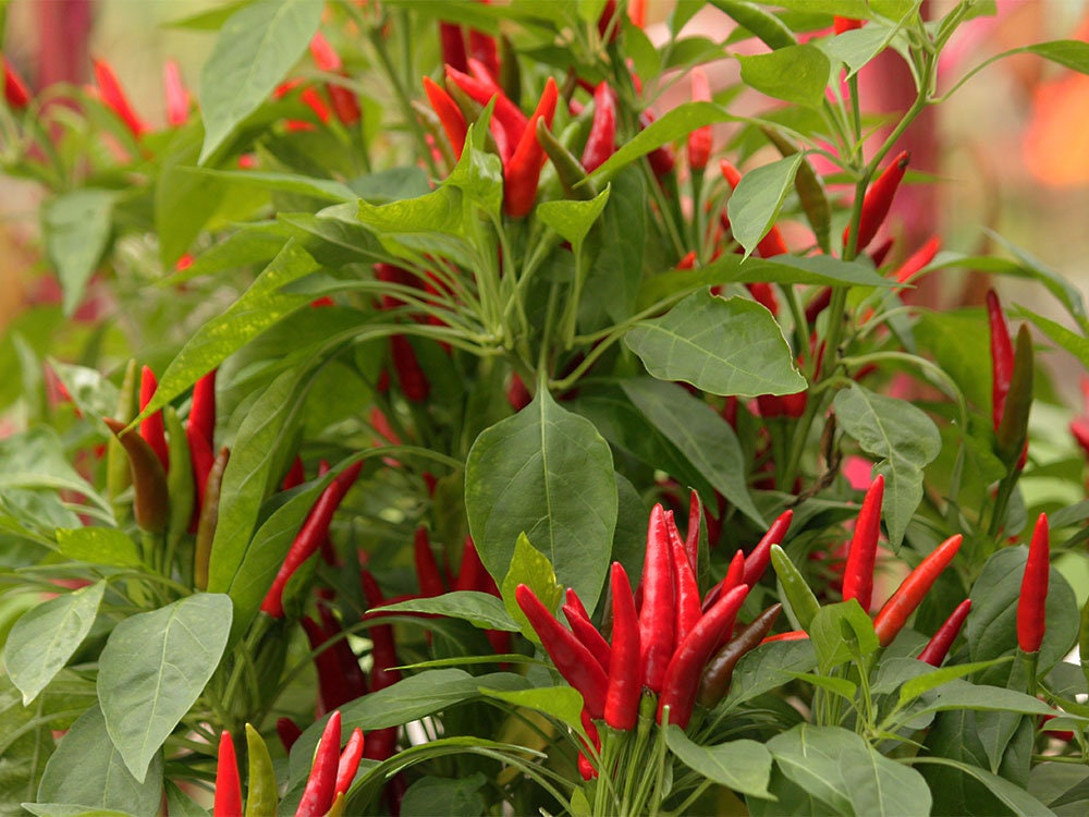 Thai Dragon Pepper Seeds: Fiery Chili, Compact Plant - Etsy