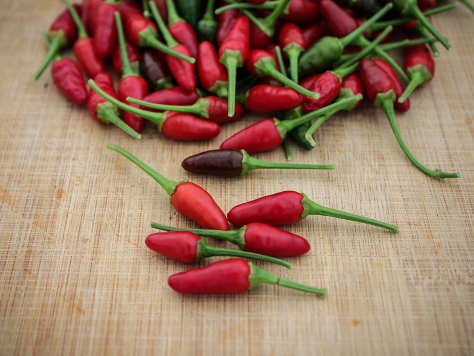 Bird's Eye Pepper Seeds: Fiery Peri Peri Chili, Compact Container ...