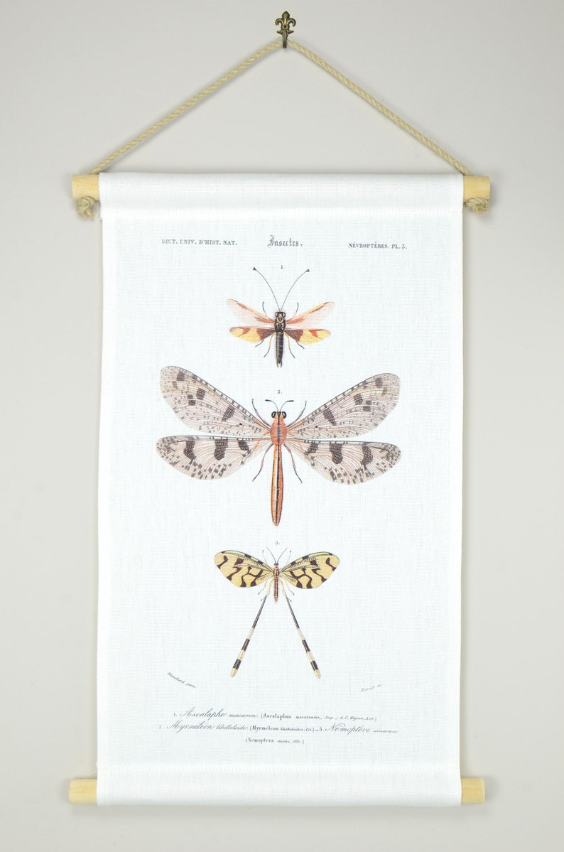 Vintage Wall Map Roll Map Dragonflies Insects Print Wall Chart - Etsy