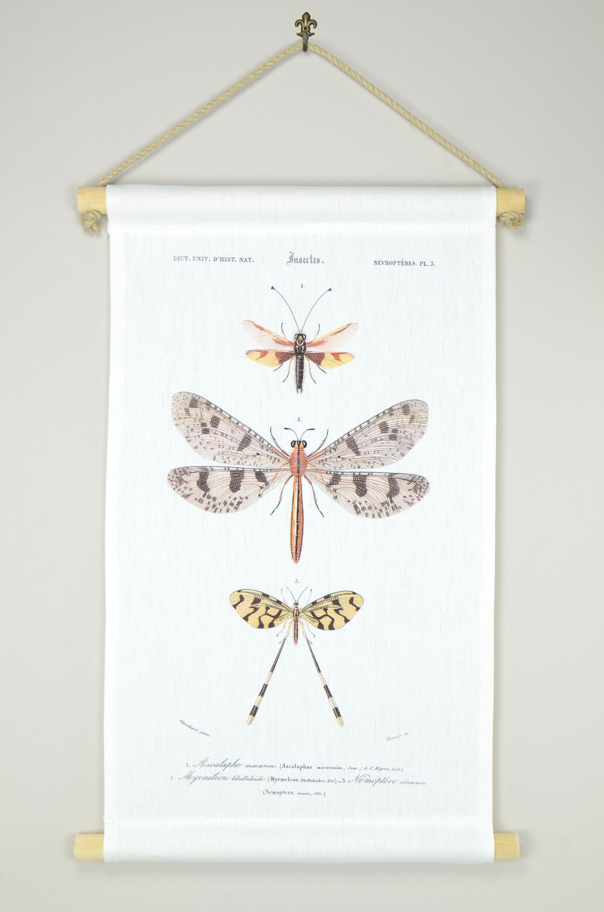 Vintage Wall Map Roll Map Dragonflies Insects Print Wall Chart - Etsy