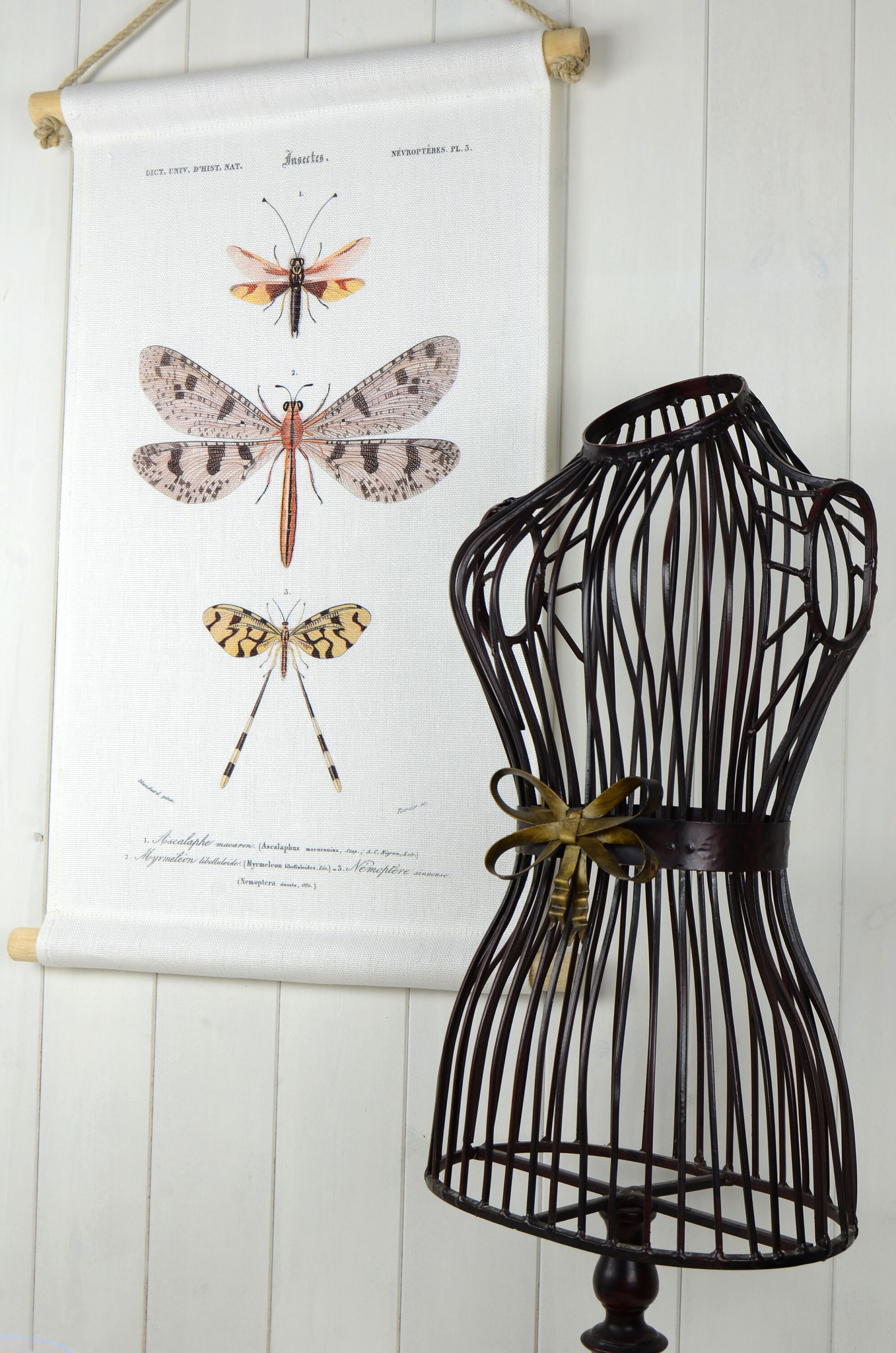 Vintage Wall Map Roll Map Dragonflies Insects Print Wall Chart - Etsy