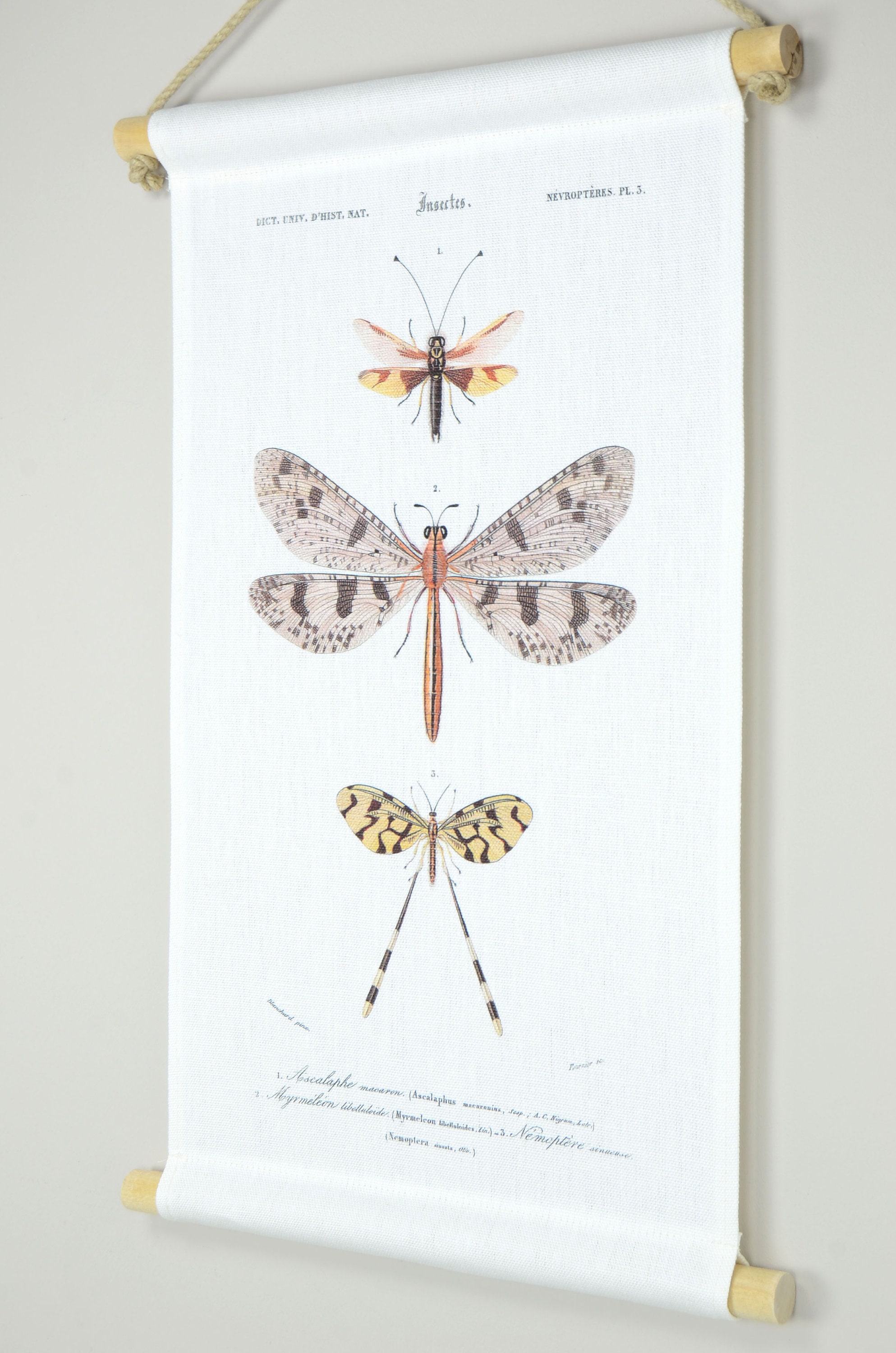 Vintage Wall Map Roll Map Dragonflies Insects Print Wall Chart - Etsy