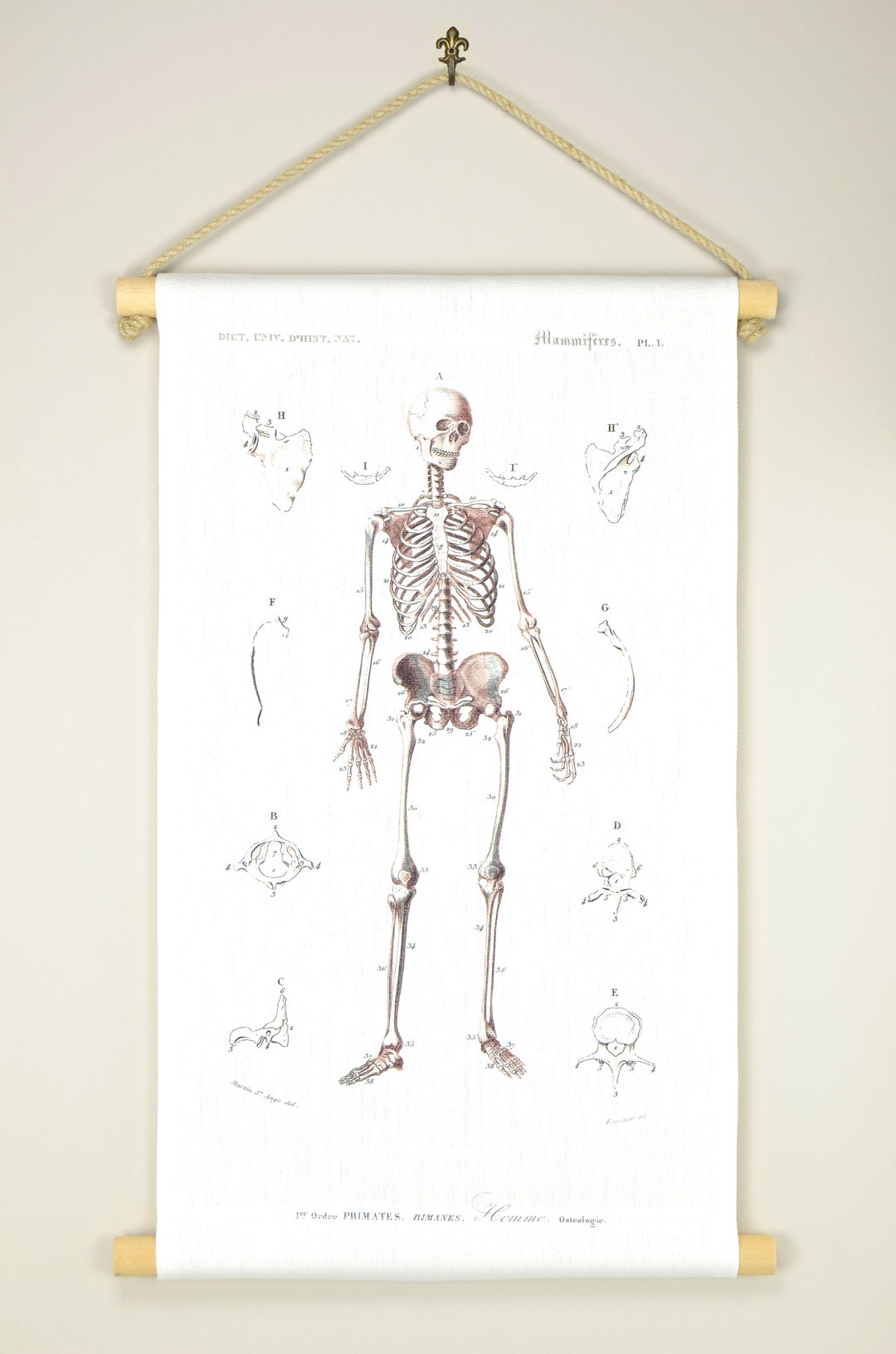 Vintage Wall Map Roll Map Skeleton Anatomy Print Wall Chart Poster ...