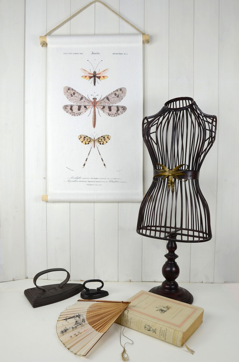 Vintage Wall Map Roll Map Dragonflies Insects Print Wall Chart - Etsy