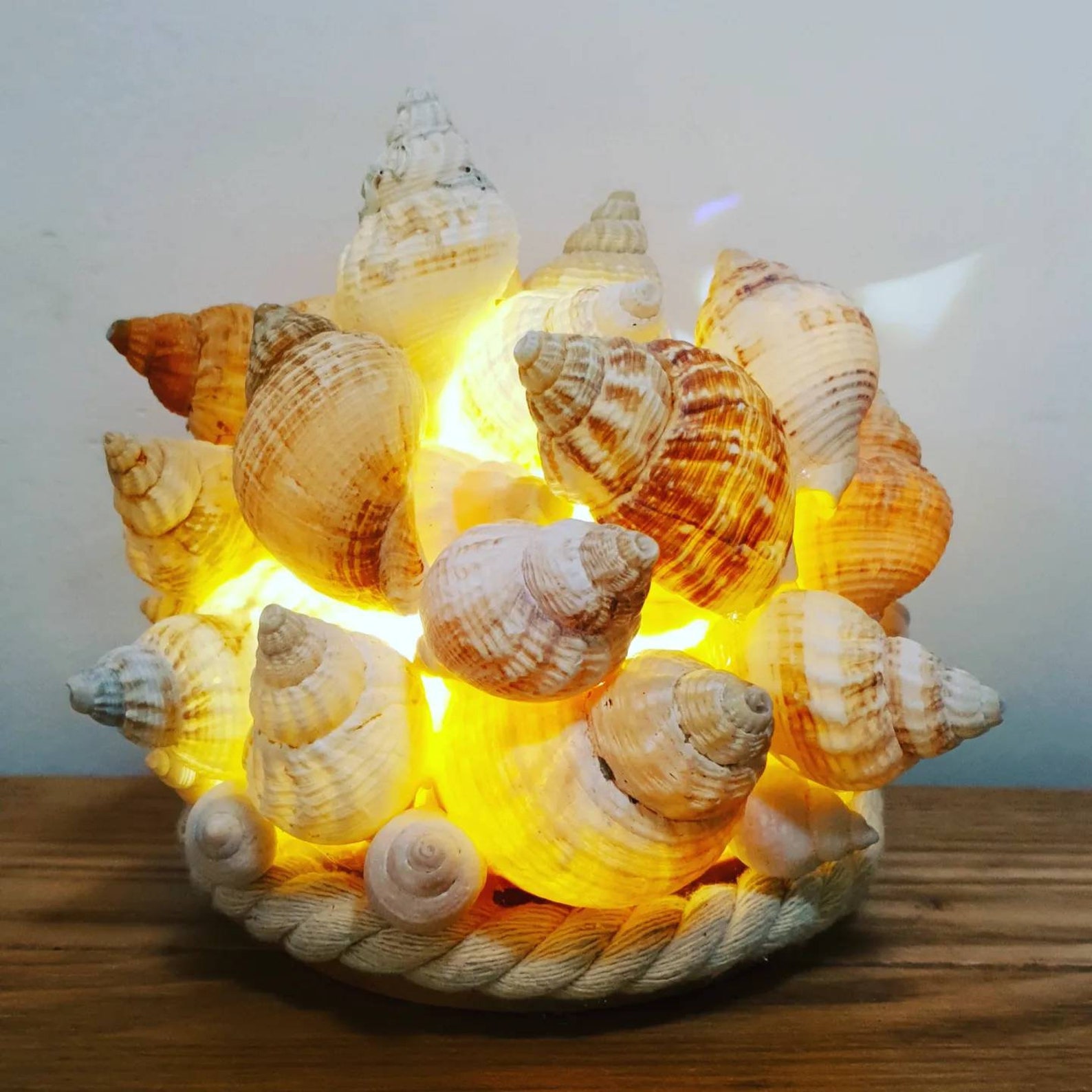 Shell Nightlight, Shell Lamp, LED Light, Lighting, Lamp, Shell Light ...