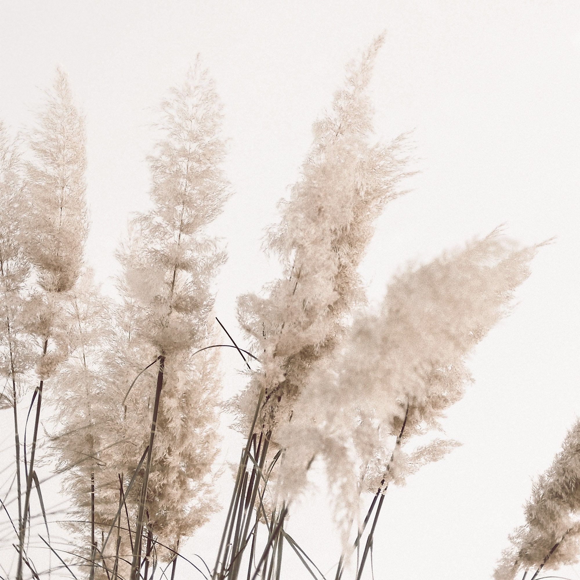 Pampas Grass Print Dried Grass Print Pampas Grass Printable | Etsy