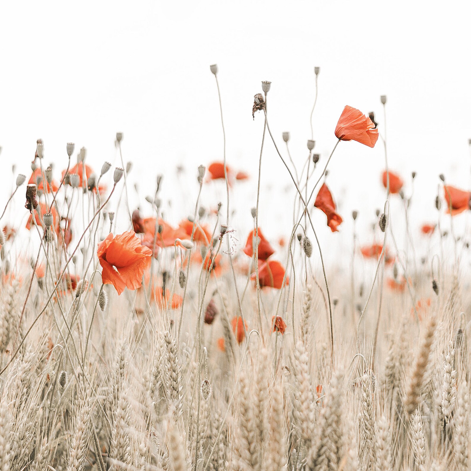 Poppies Print Red Poppies Print Botanical Printable Wall - Etsy