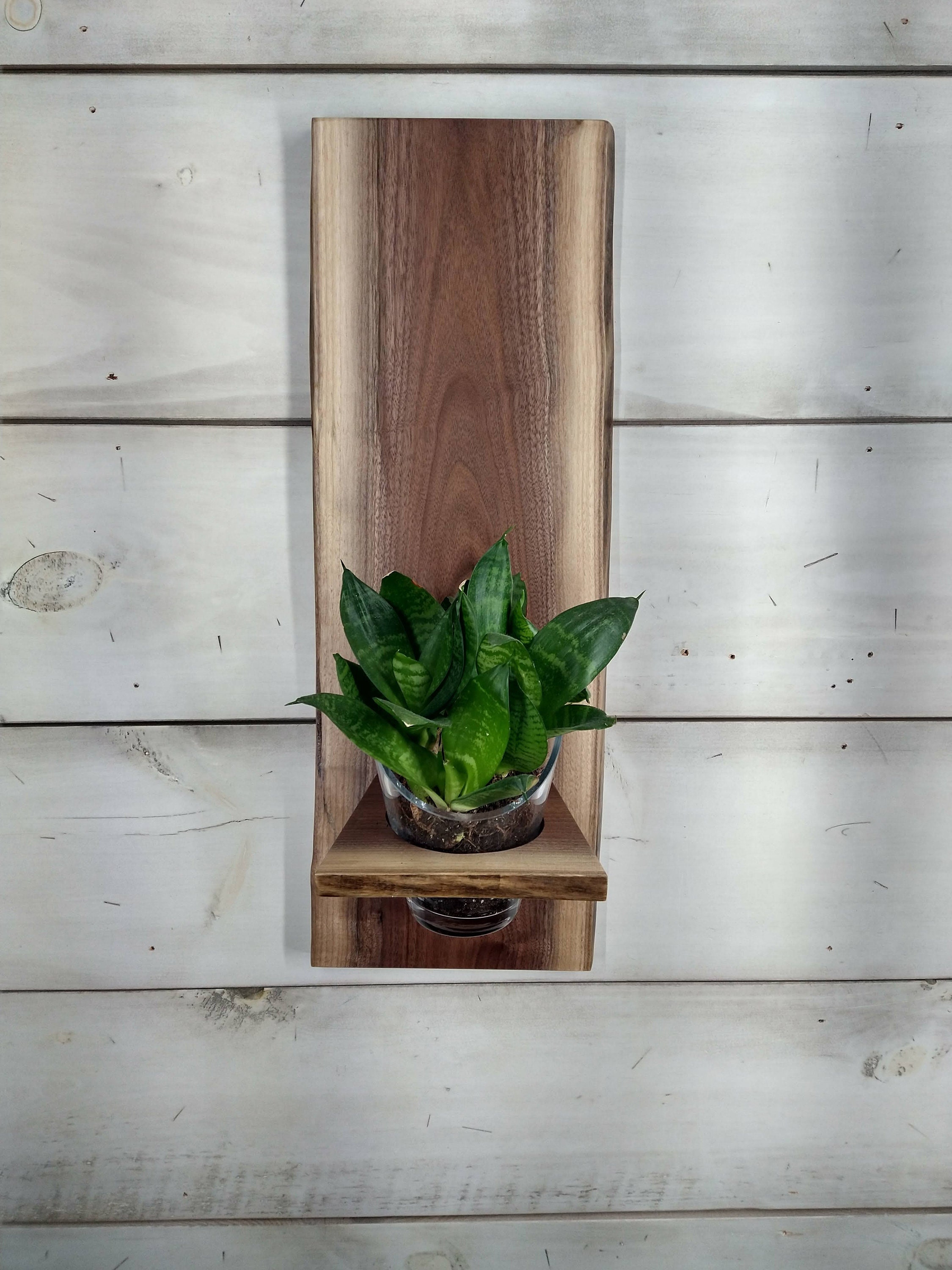 Live Edge Flower Odell Vase Wall Display - Etsy