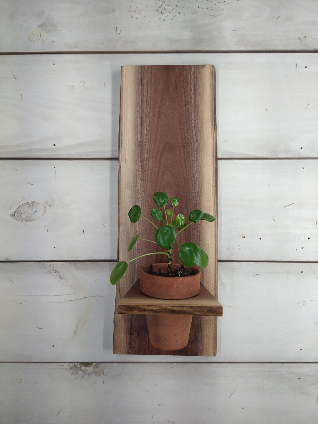 Live Edge Flower Odell Vase Wall Display - Etsy