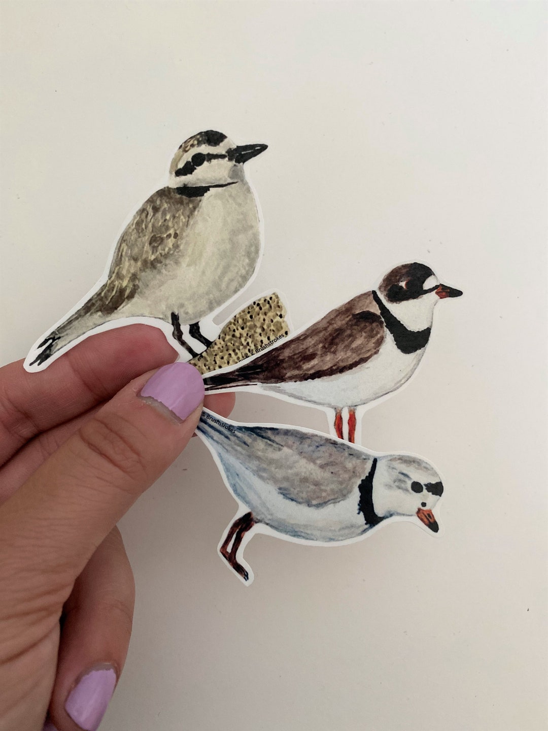 Plovers Sticker Set - Etsy