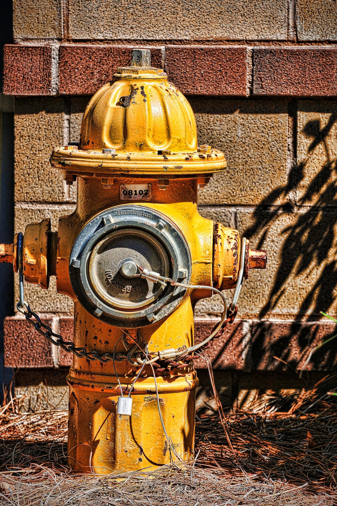 Fire Hydrant Photo, Photo Decor, Wall Decor, Photography, Yellow - Etsy