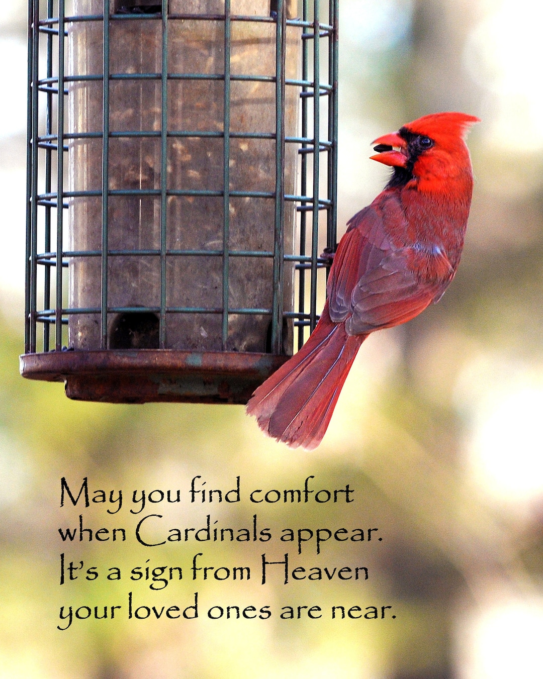 8X10 Cardinal Photograph, Quote, Comfort, Cardinals Appear, Sympathy ...