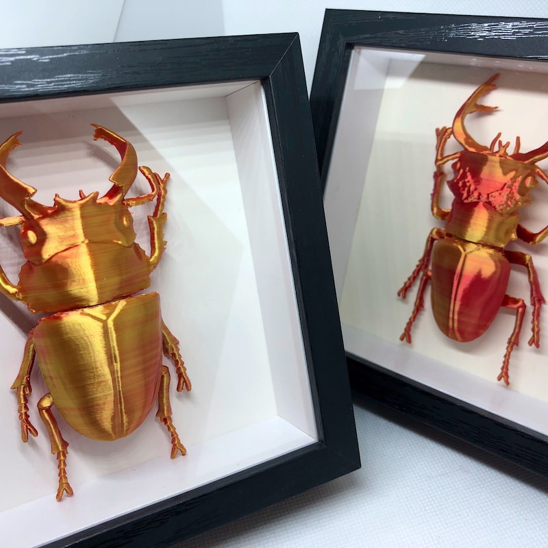 Beetle Collection - Etsy