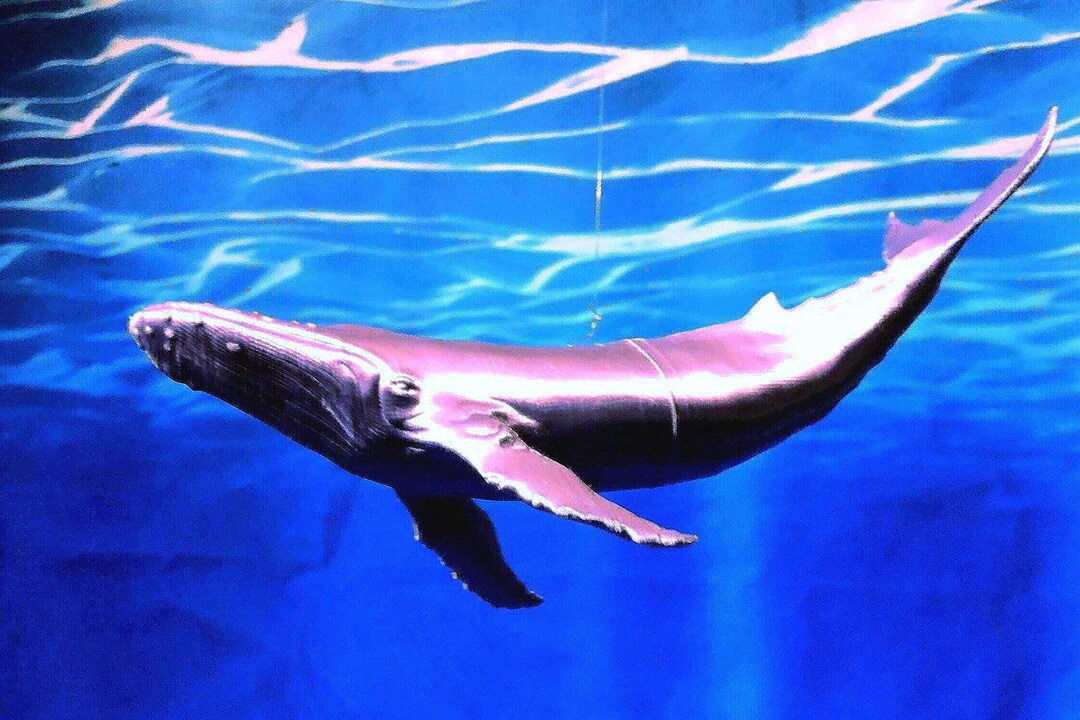 Hanging Sea Creatures Models Humpback Whale Sea Turtle Scuba Diver ...