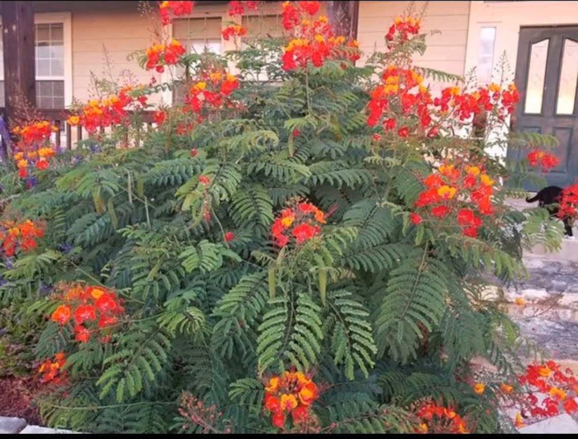 Pride of Barbados Plant seeds | Etsy