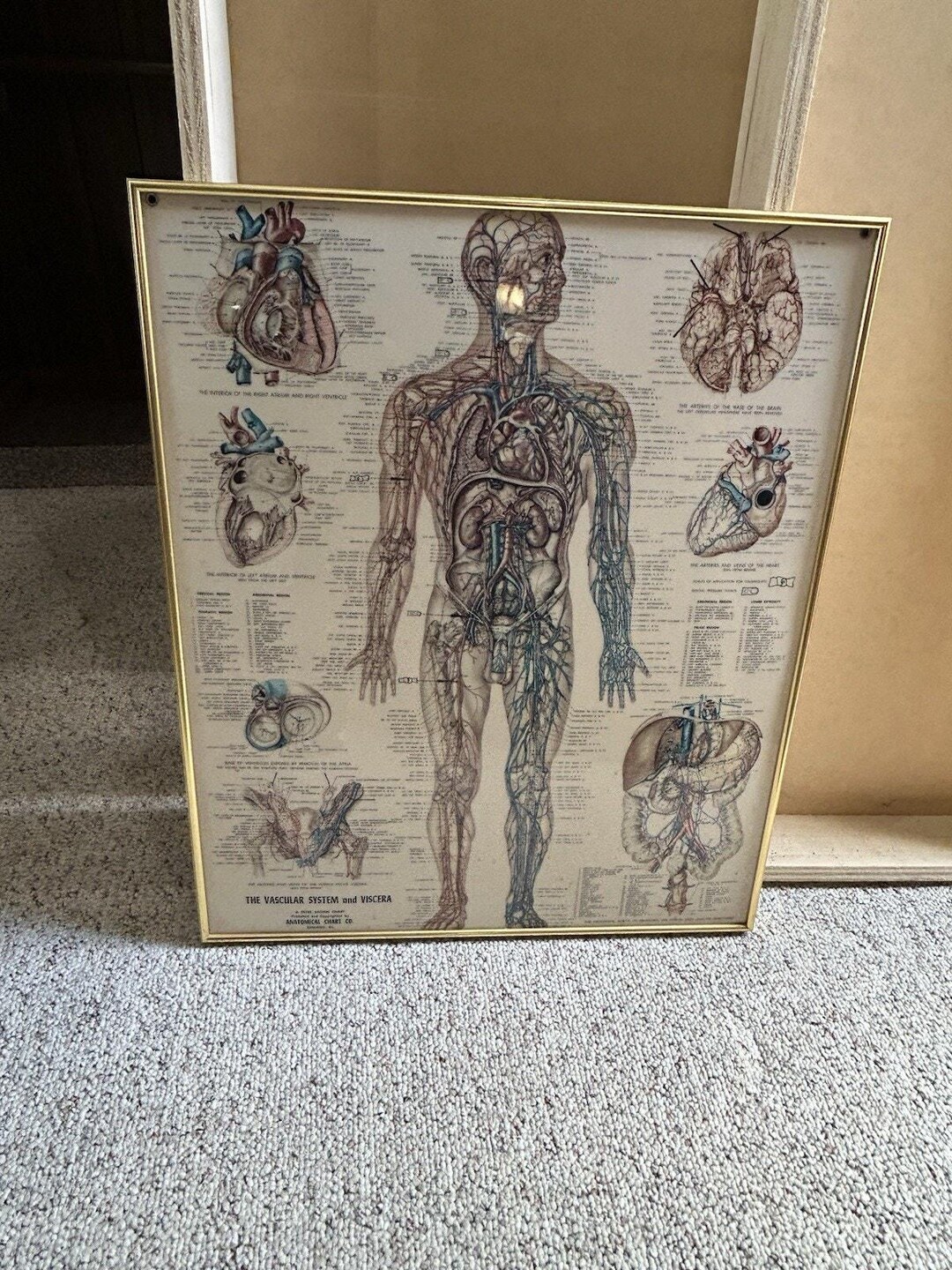 Vintage Anatomical Chart Co Peter Bachin “vascular System & Viscera ...