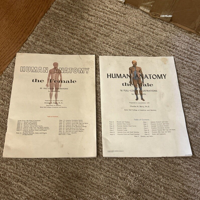 VINTAGE Human Anatomy the Female & the Male Color Illustrations by ...