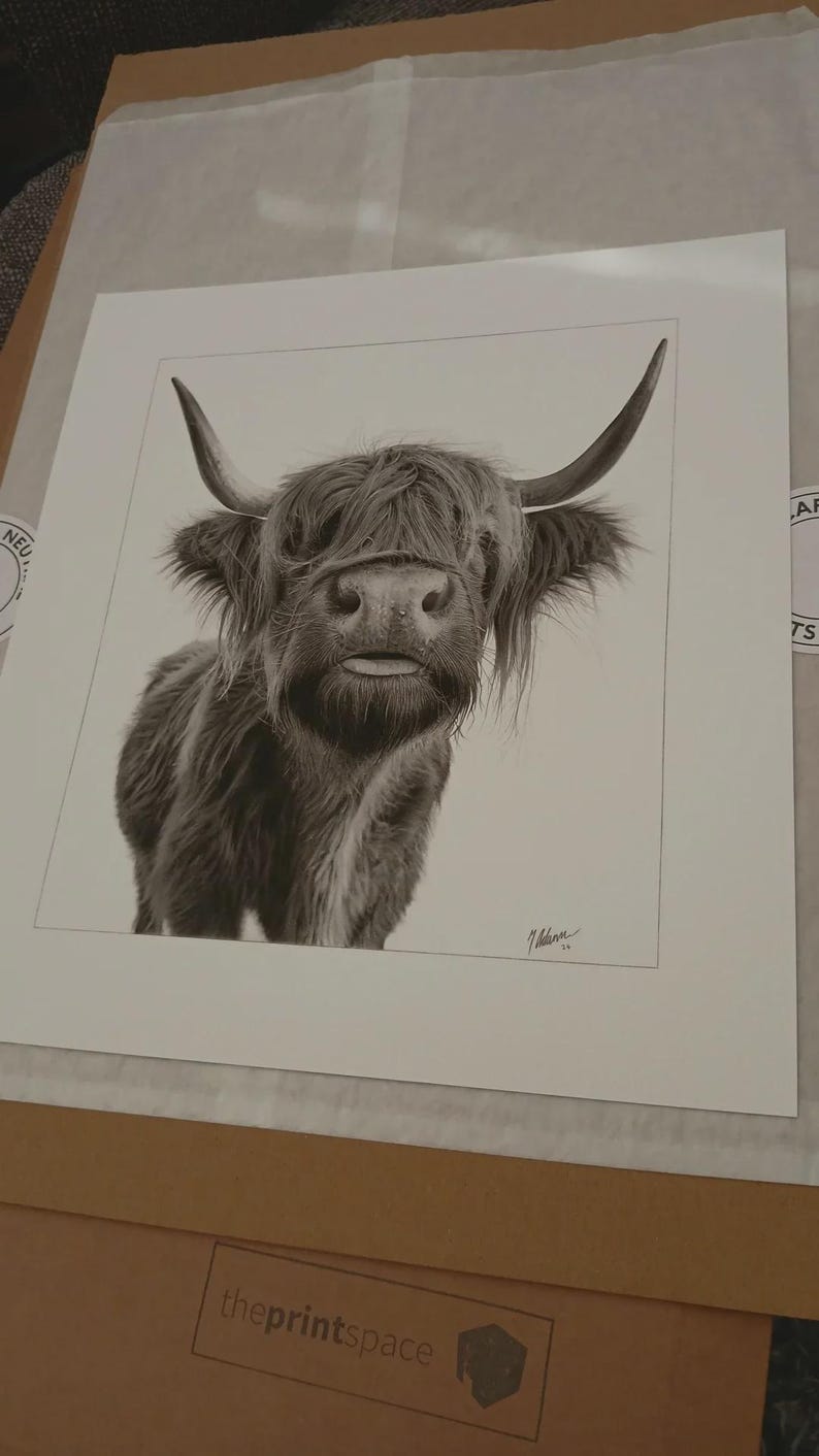 Highland Cow Pencil Drawing Print - Etsy