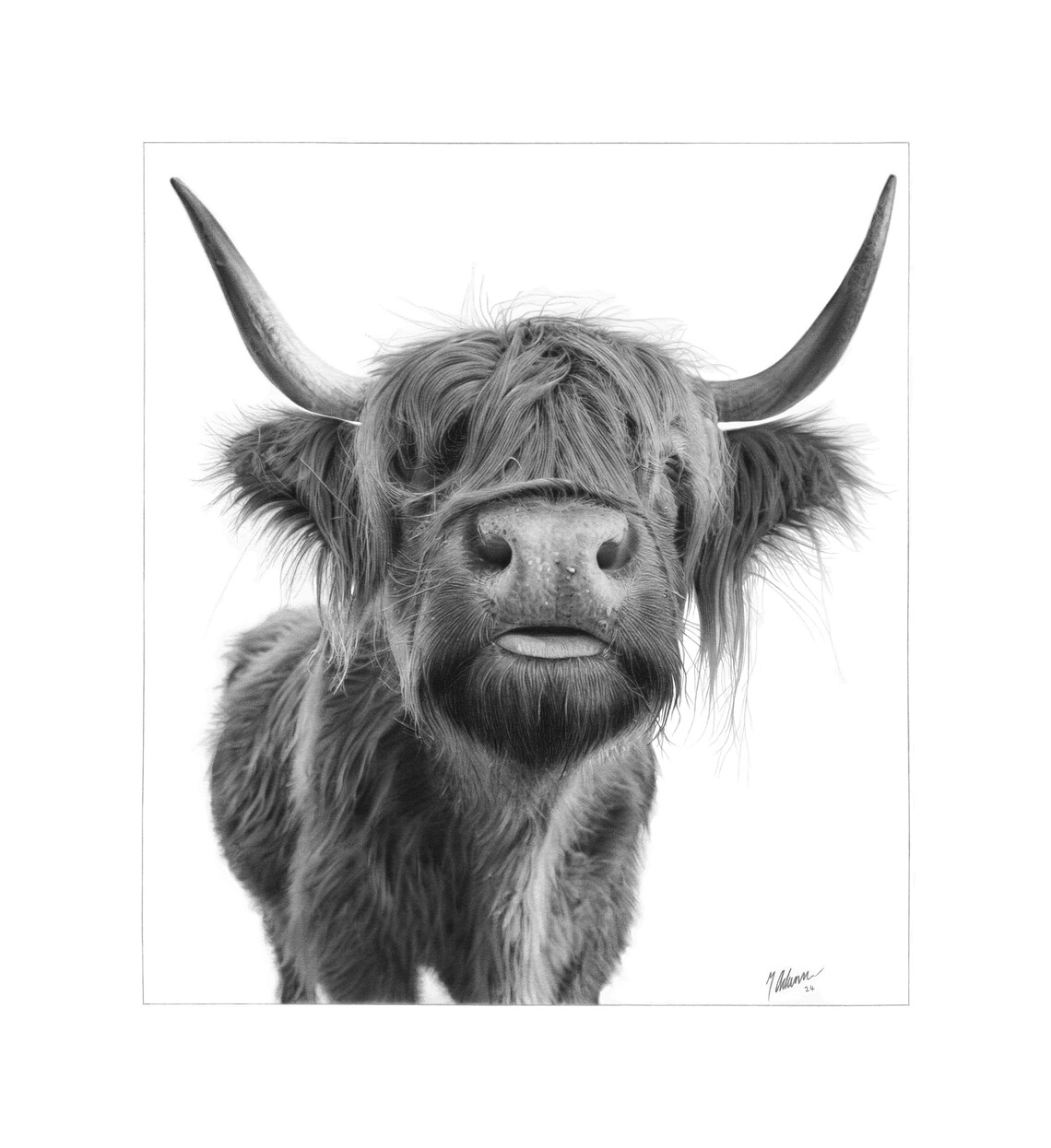 Highland Cow Pencil Drawing Print - Etsy