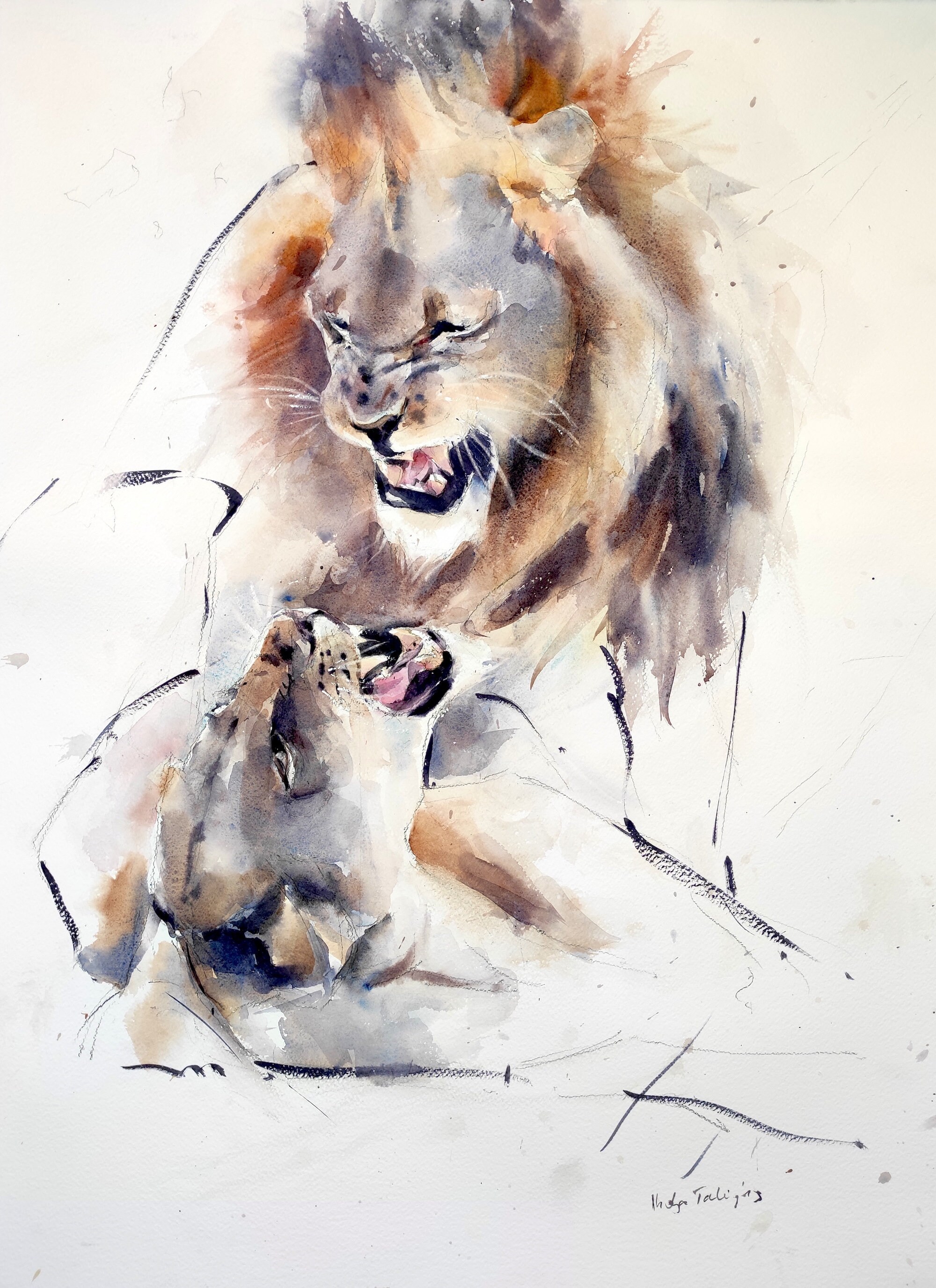 Lions Mating Drawing