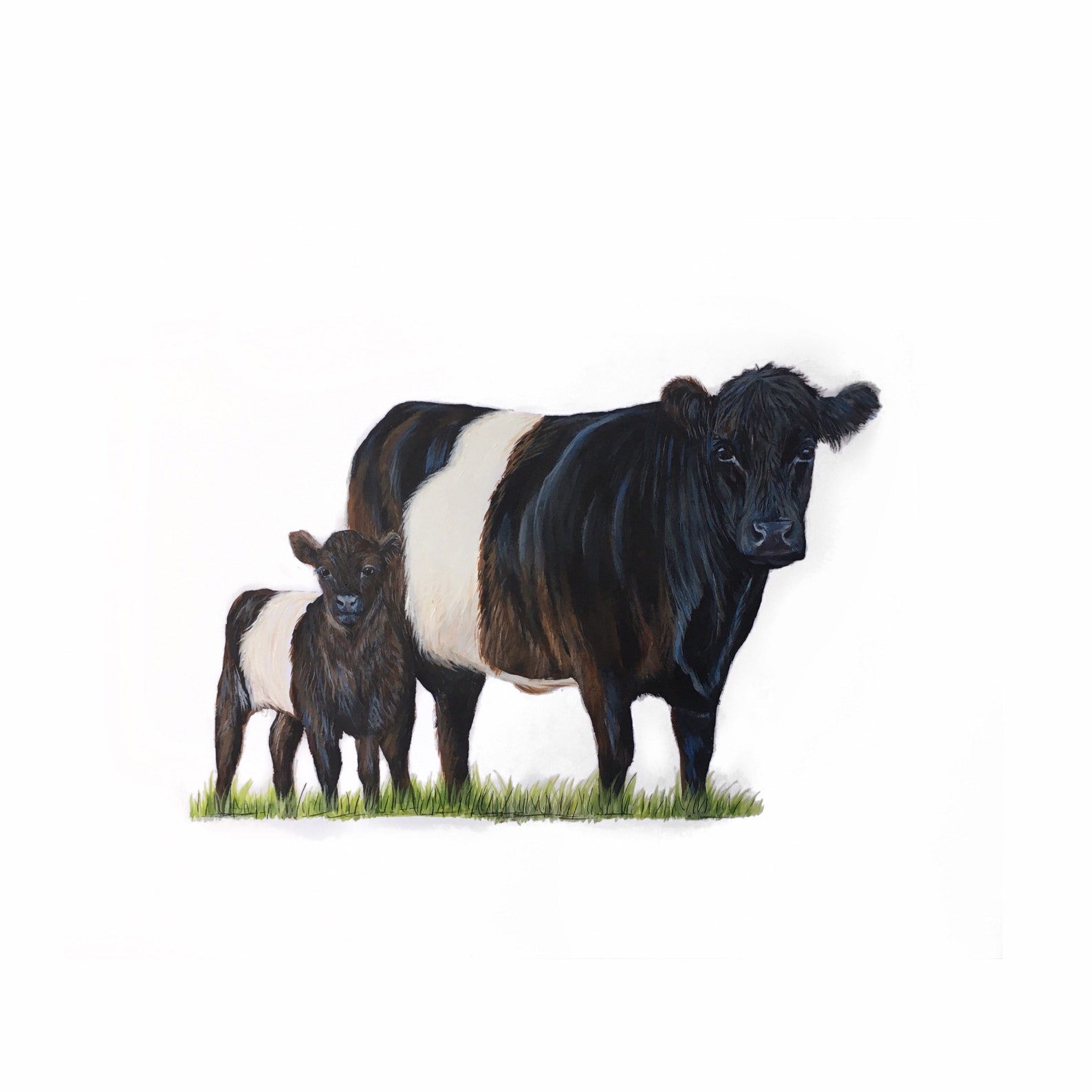 Belted Galloway cows Belties Cow and calf cows cattle Cow | Etsy