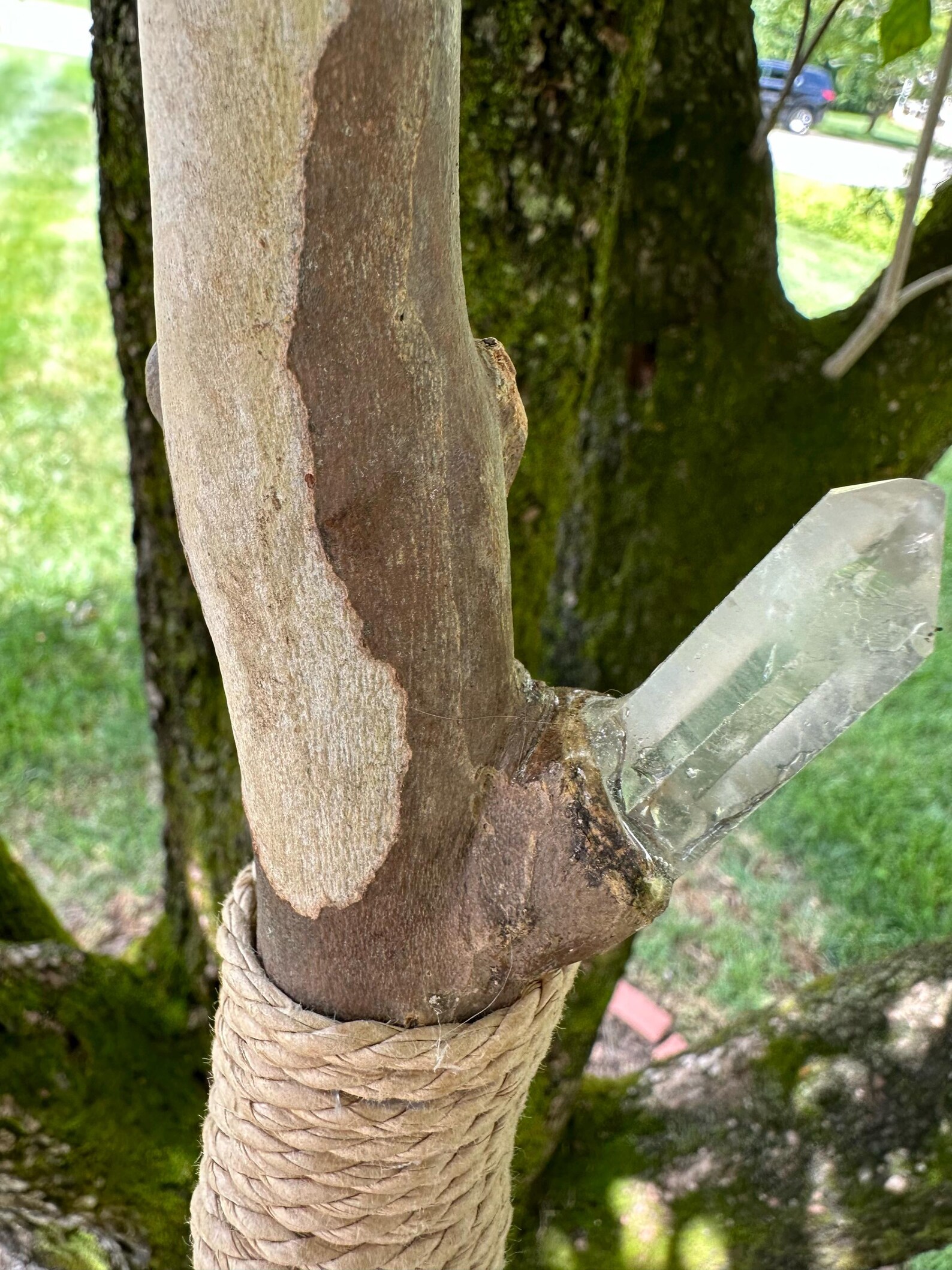 Enchanting Sycamore Walking Staff | Native American-inspired Art With ...