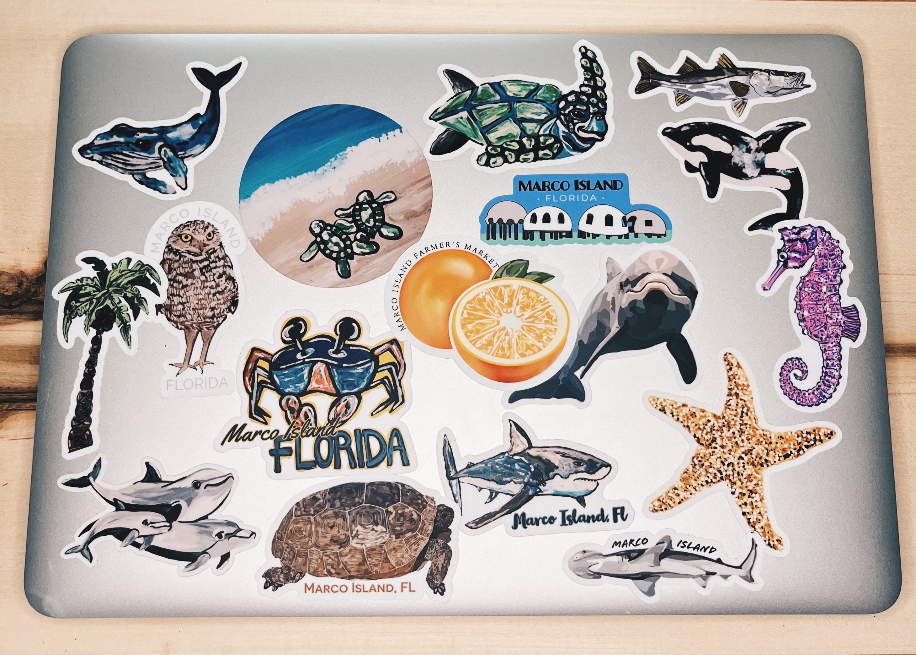 Sandollar Sticker Marco Island Sticker Marco Island Gift - Etsy