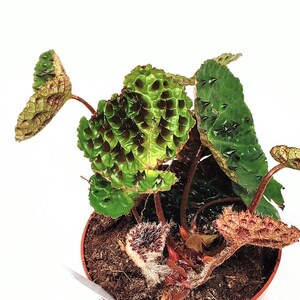 Begonia Ferox AKA Troll Begonia - Etsy