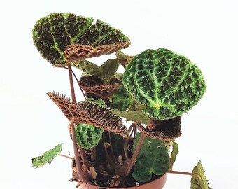 AtlanticBotanical - Etsy