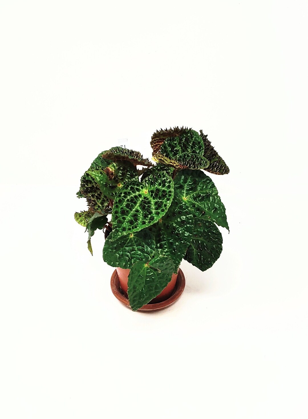 Begonia Ferox AKA Troll Begonia - Etsy