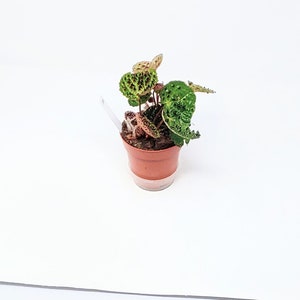 Begonia Ferox AKA Troll Begonia - Etsy