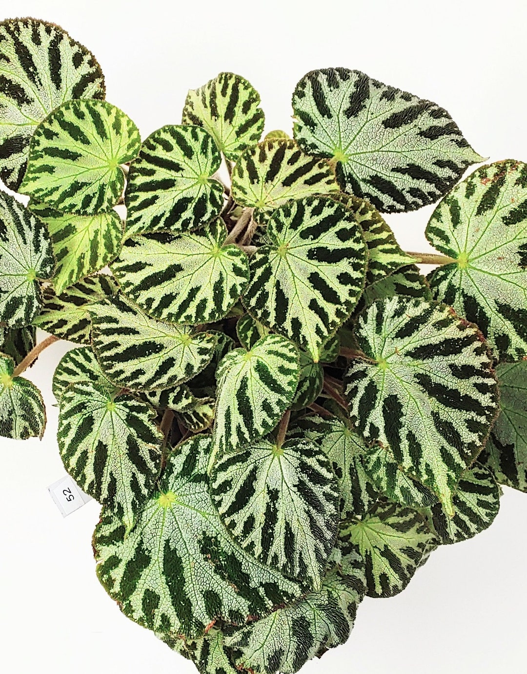 Begonia Silver Jewell - Etsy