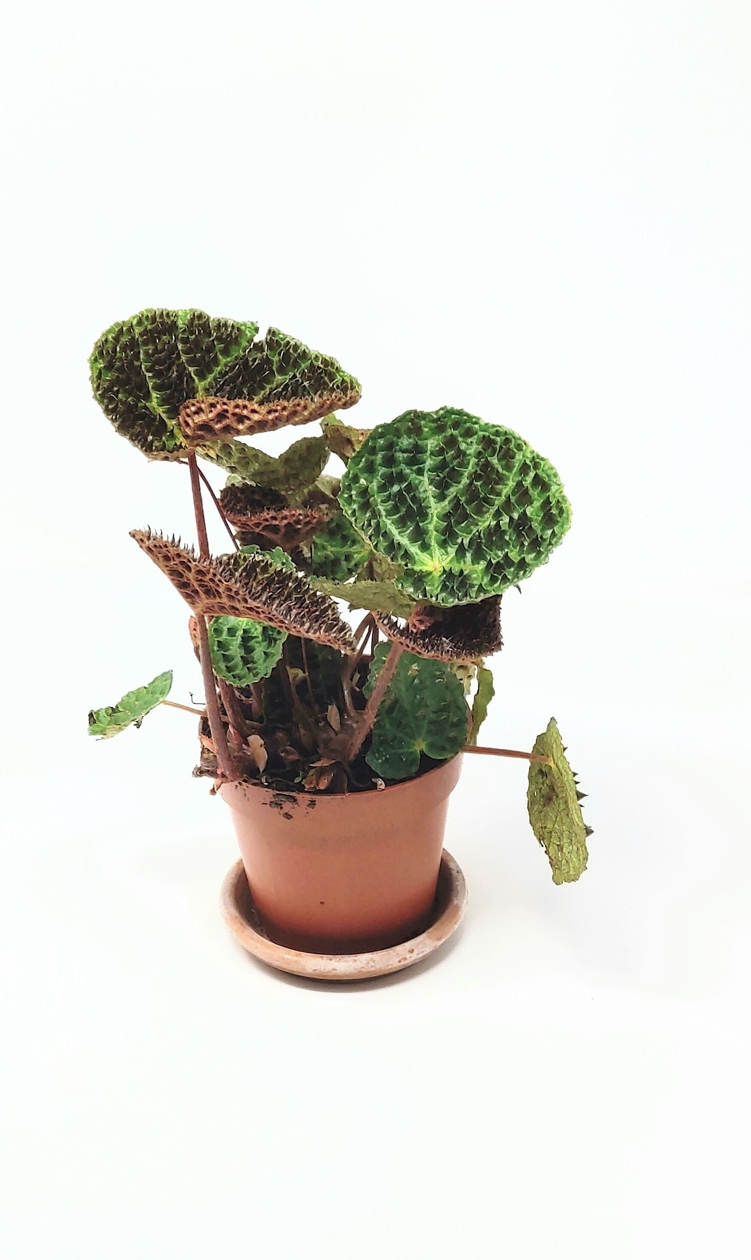Begonia Ferox AKA Troll Begonia - Etsy