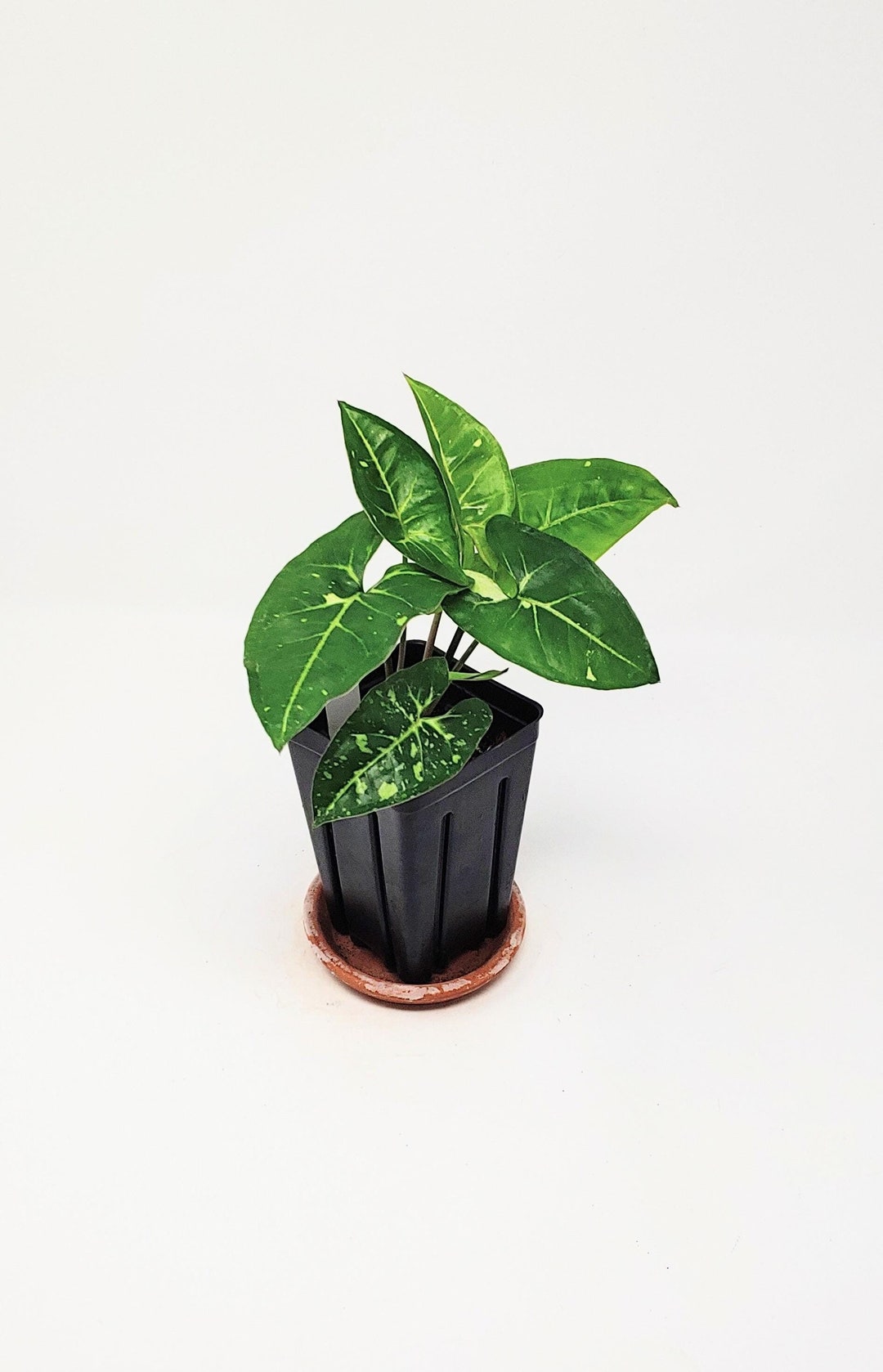 Syngonium Panda Galaxy Plant - Etsy